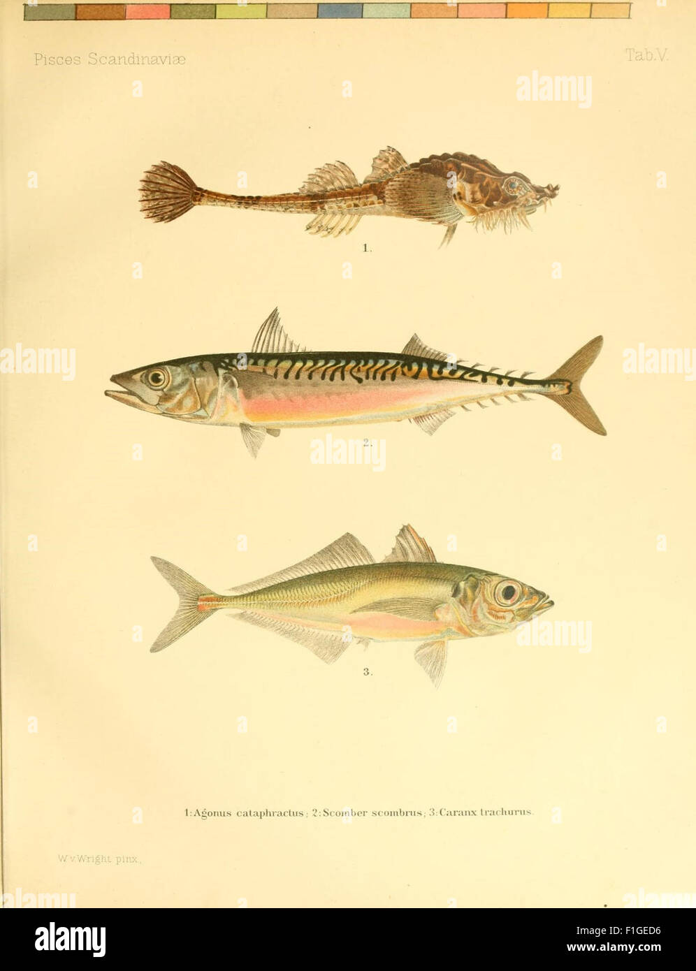 A history of Scandinavian fishes Stock Photo - Alamy