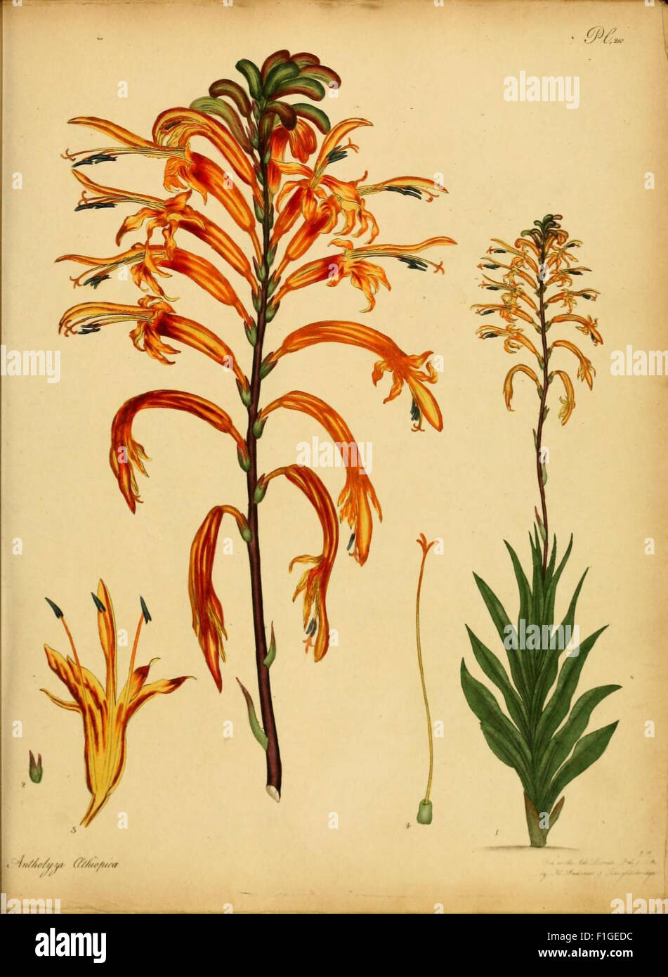 A botanical reference work focused on documenting new and rare plant ...