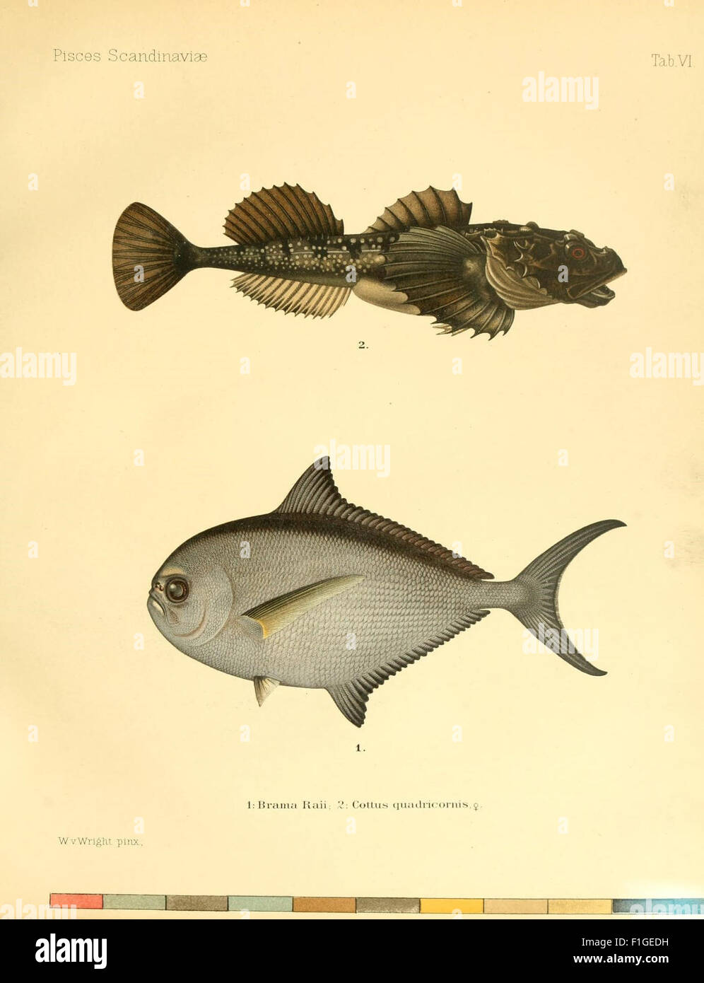 This vintage book provides an in-depth history of fish species native ...