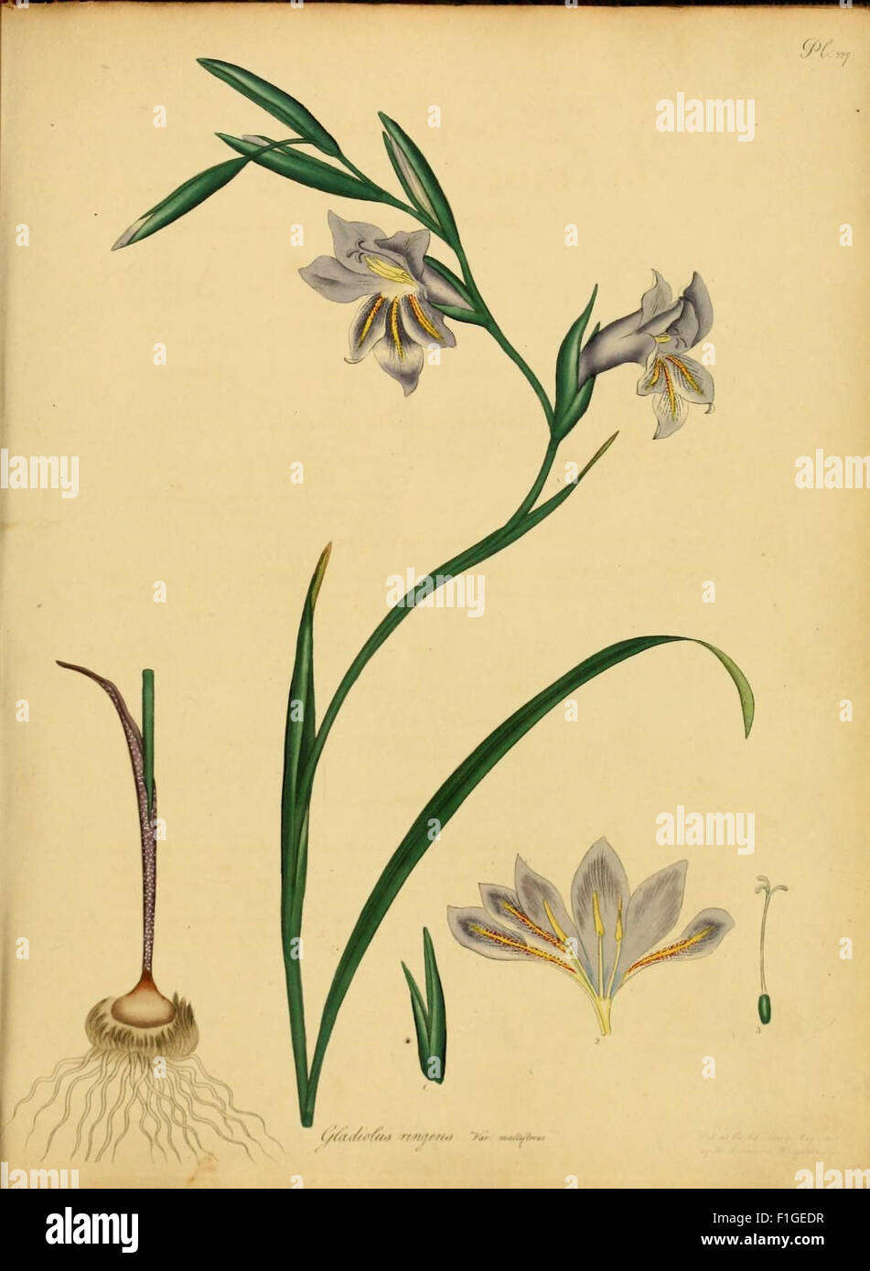 This vintage botanical work, 'The Botanist's Repository', documents new ...
