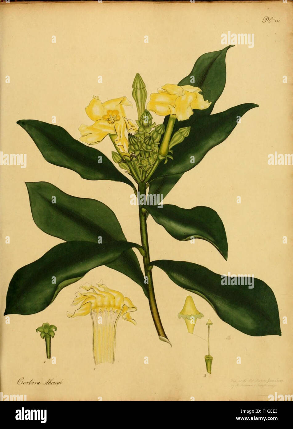 The botanist's repository features detailed illustrations of new and ...