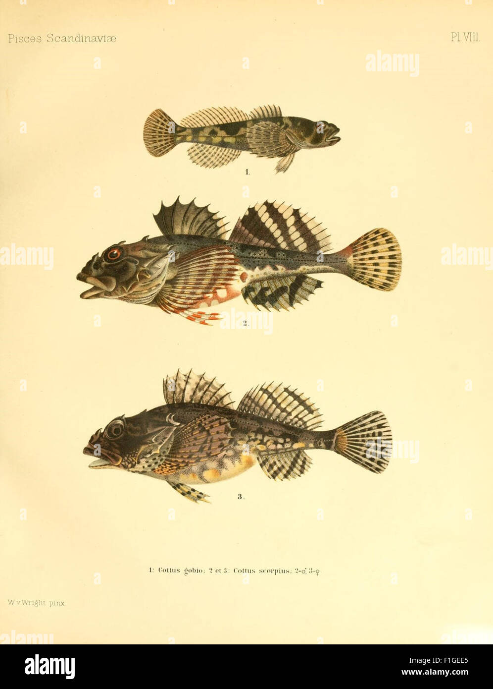 This work explores the fishes of Scandinavia, detailing their ...