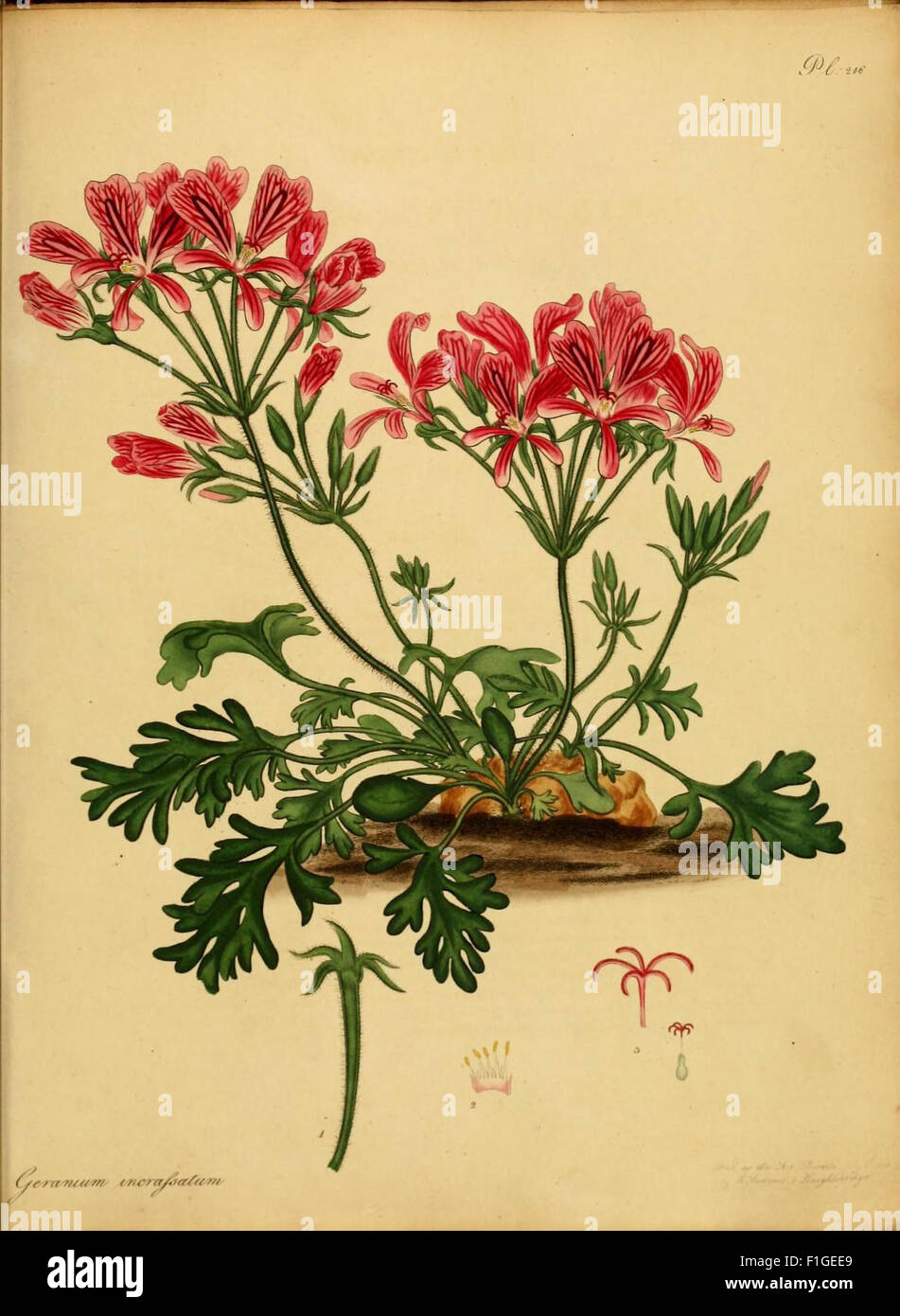 *The Botanist's Repository for New and Rare Plants* is a vintage ...