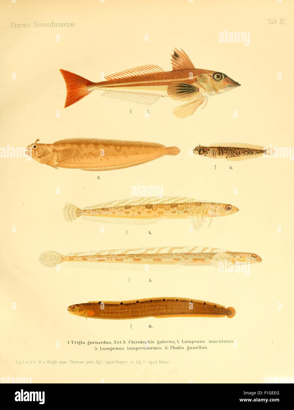 A comprehensive history and classification of fish species found in ...