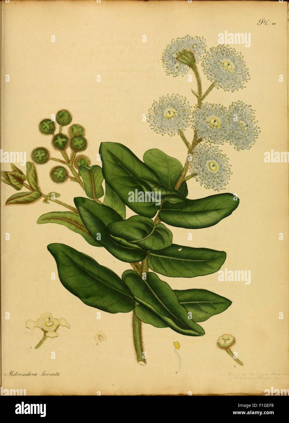 This vintage work, *The Botanist's Repository*, presents botanical ...