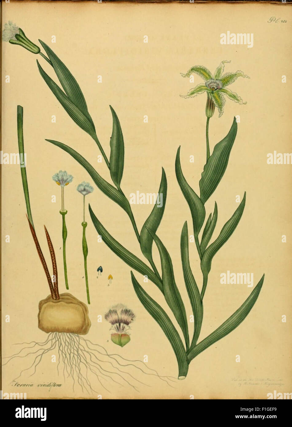'The Botanist's Repository for New and Rare Plants' showcases newly ...