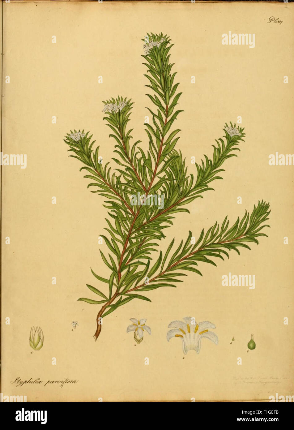 *The Botanist's Repository* features a collection of illustrations and ...