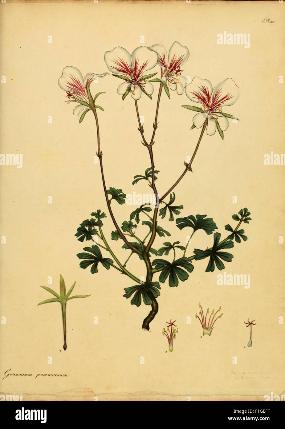 This work is a significant botanical reference offering illustrations ...