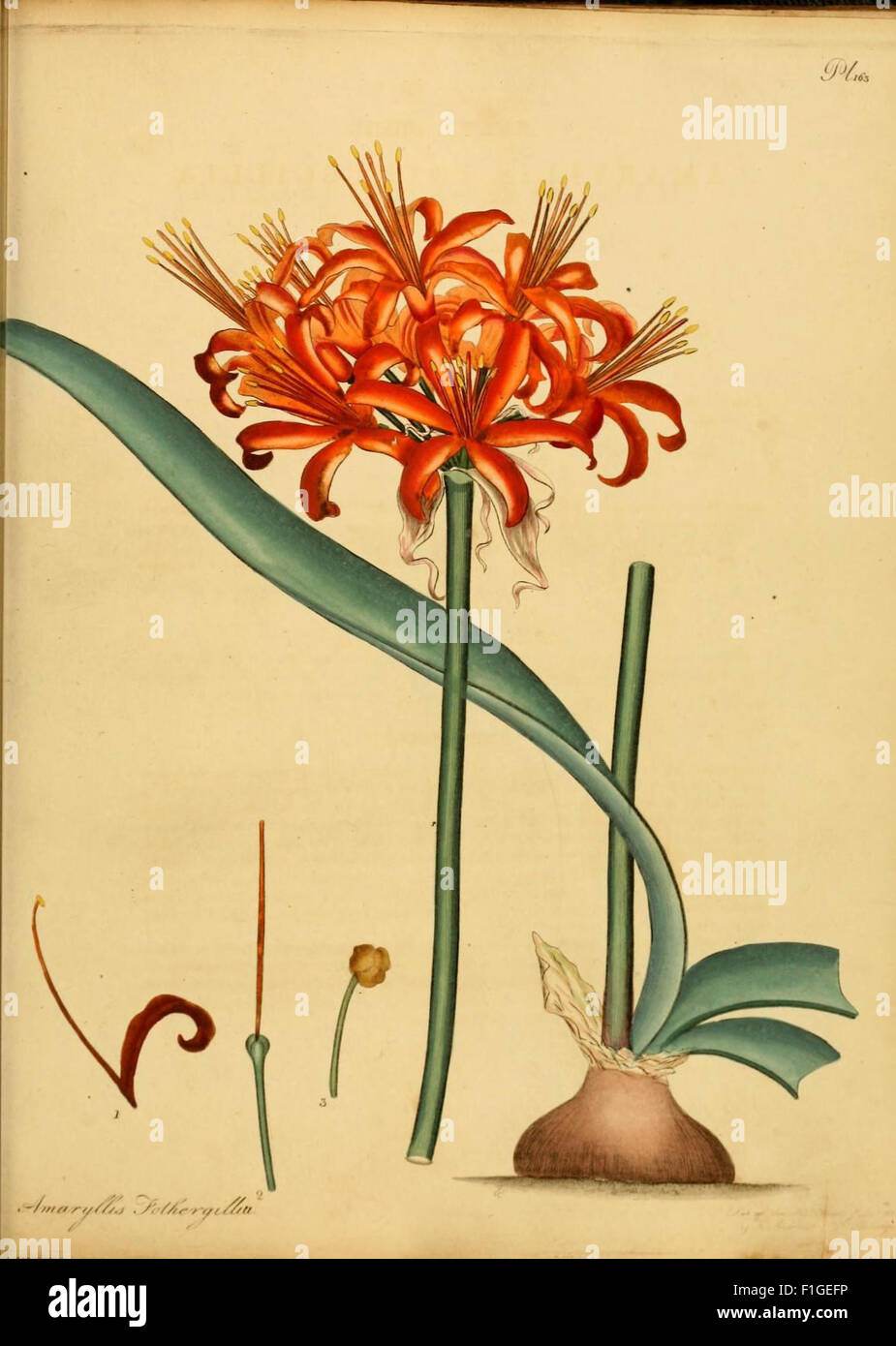 An illustration from *The Botanist's Repository*, focusing on new and ...