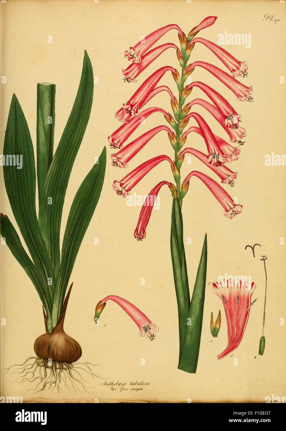 *The Botanist's Repository* presents new and rare plants, showcasing ...