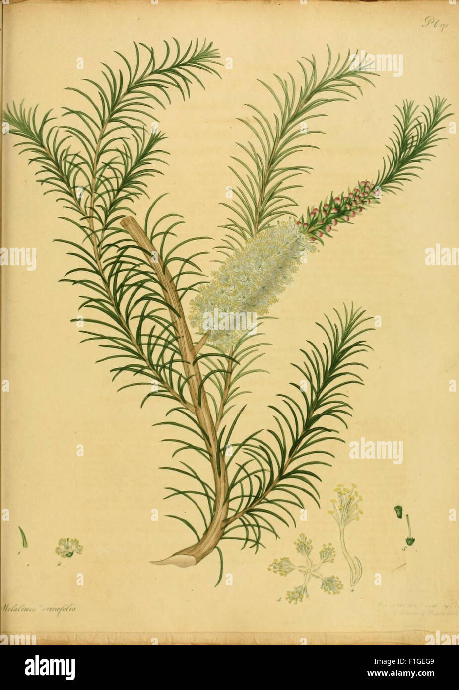 The Botanist's Repository is a historical work focusing on new and rare ...