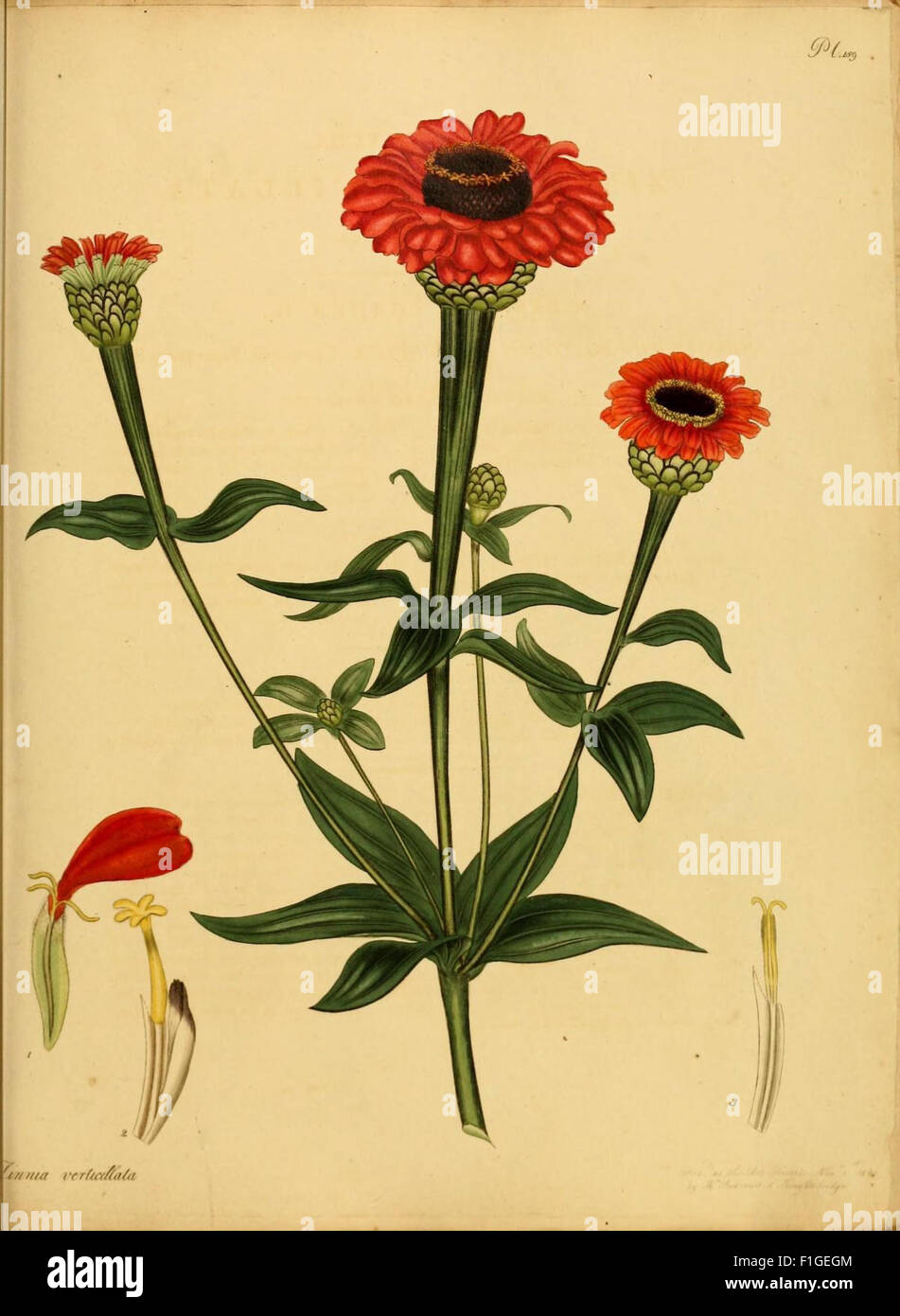 This botanical work focuses on rare and newly discovered plant species ...