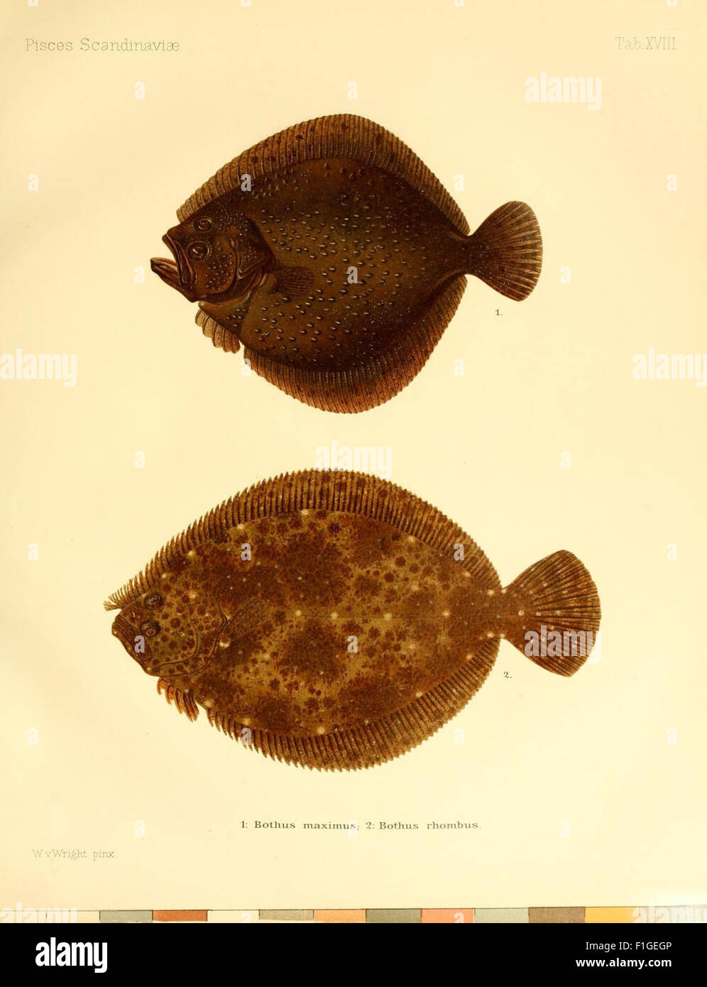 This historical work details the classification and identification of ...