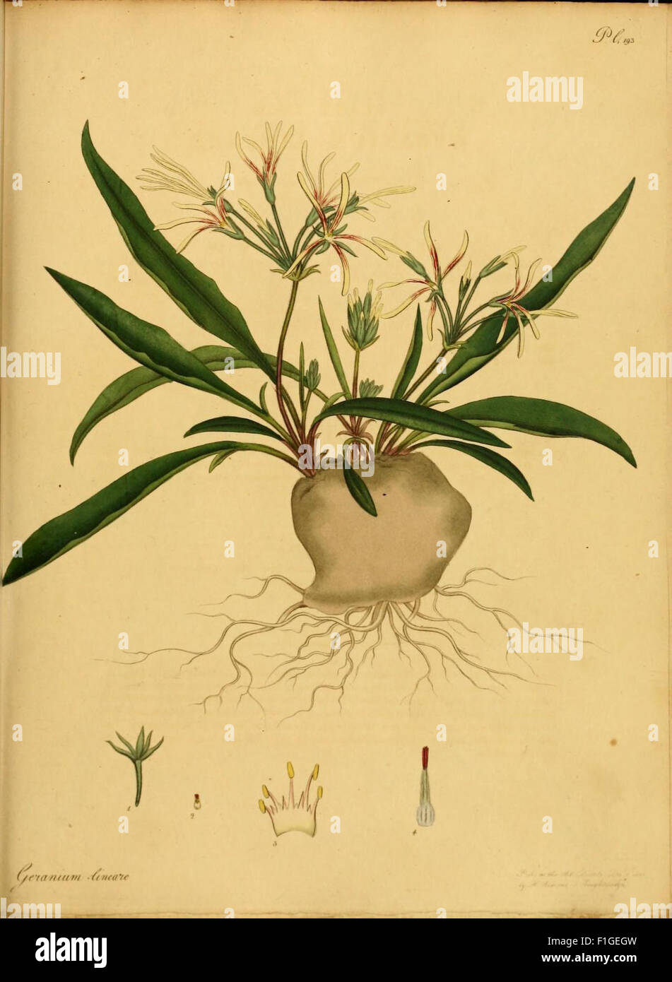 This work is a botanical reference that catalogs new and rare plants ...