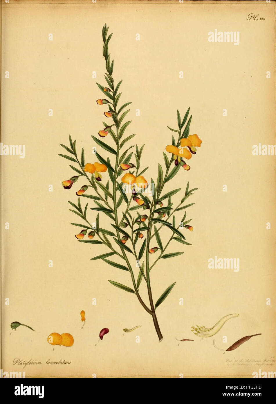 This vintage botanical book, *The Botanist's Repository*, features new ...