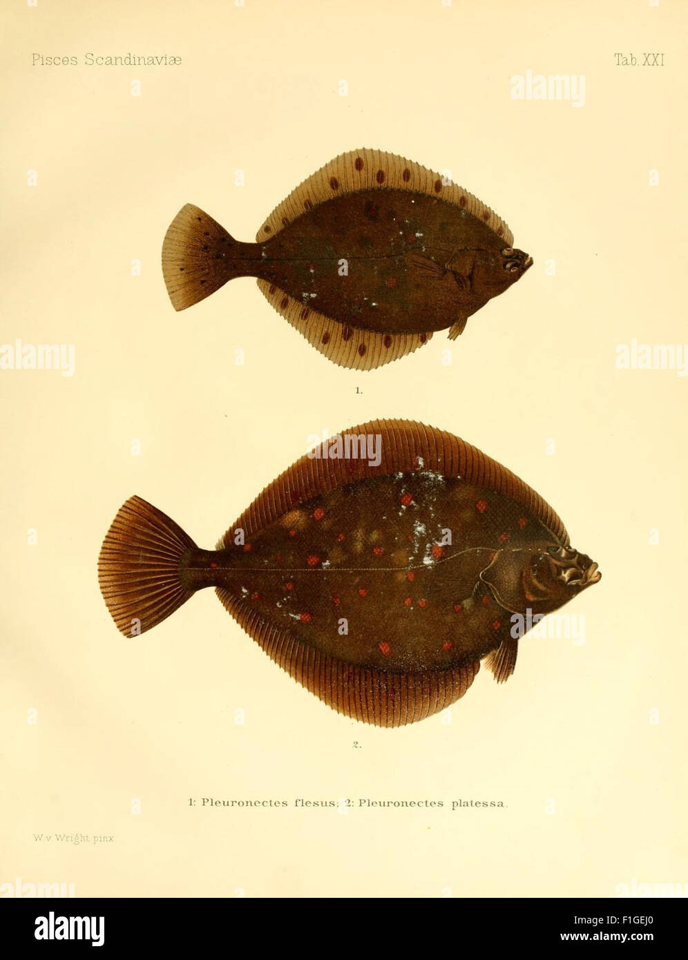 'A History of Scandinavian Fishes' covers the identification and ...