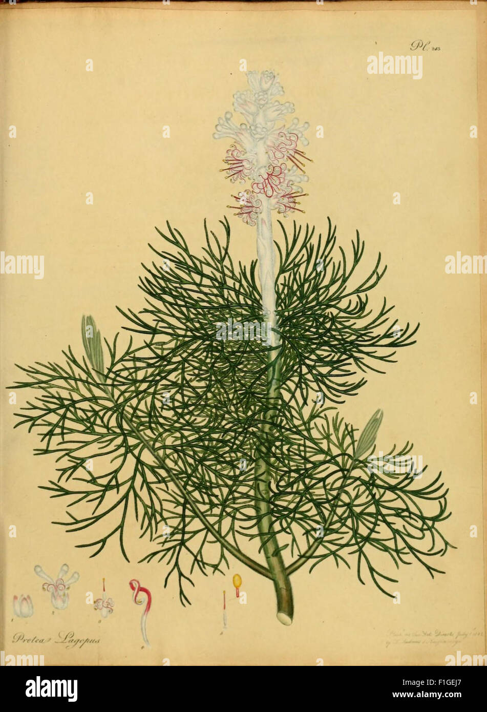 'The Botanist's Repository' provides illustrations of new and rare ...