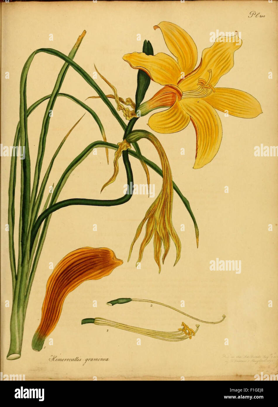 This botanical work introduces new and rare plant species, offering ...