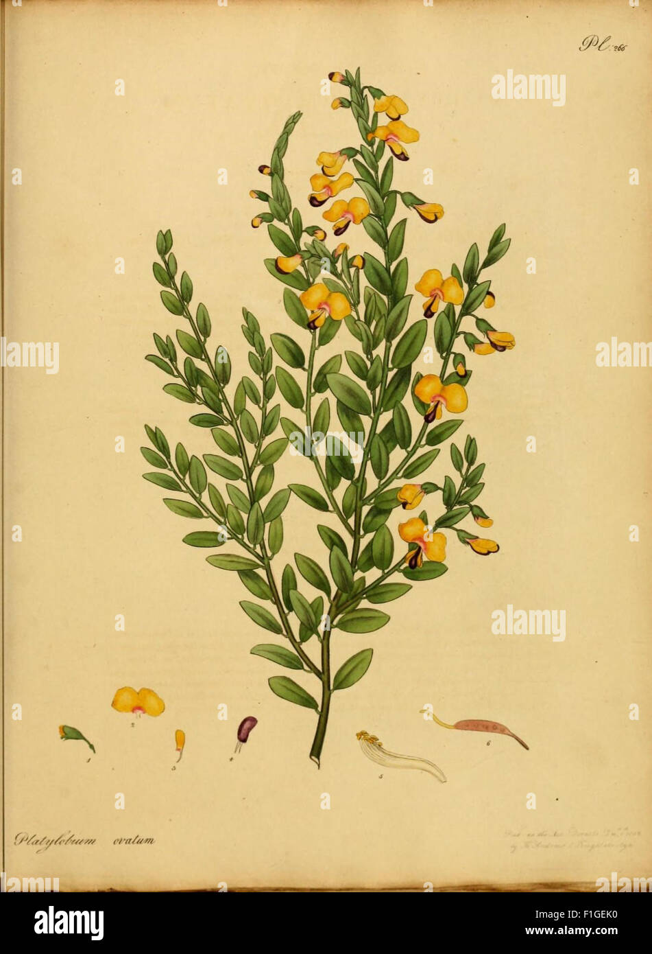 'The Botanist's Repository' presents new and rare plant species with ...