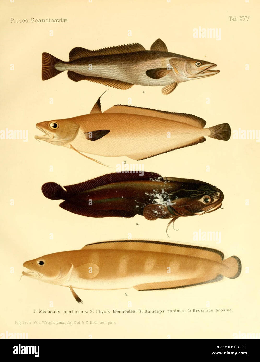 A history of Scandinavian fishes Stock Photo - Alamy