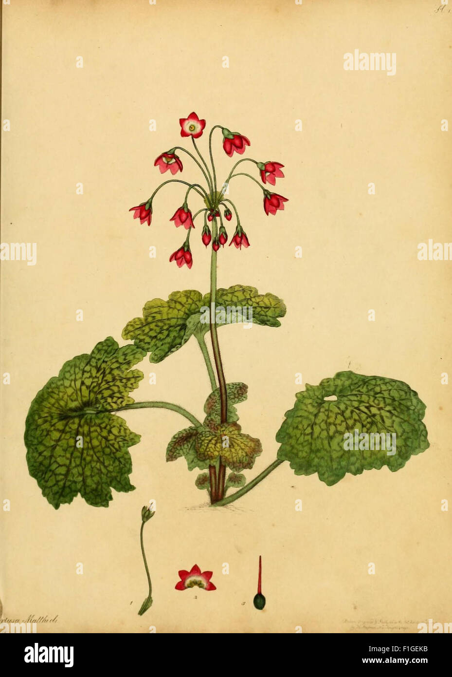 This 19th-century botanical work presents newly discovered and rare ...