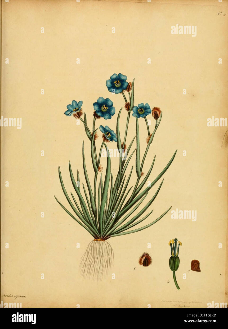 This plate from 'The Botanist's Repository' features new and rare plant ...