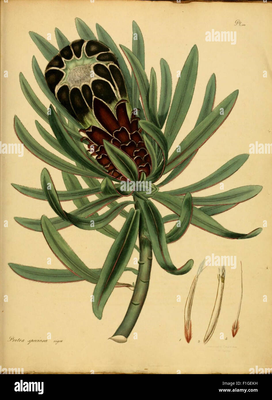 This illustration from 'The Botanist's Repository' showcases rare and ...