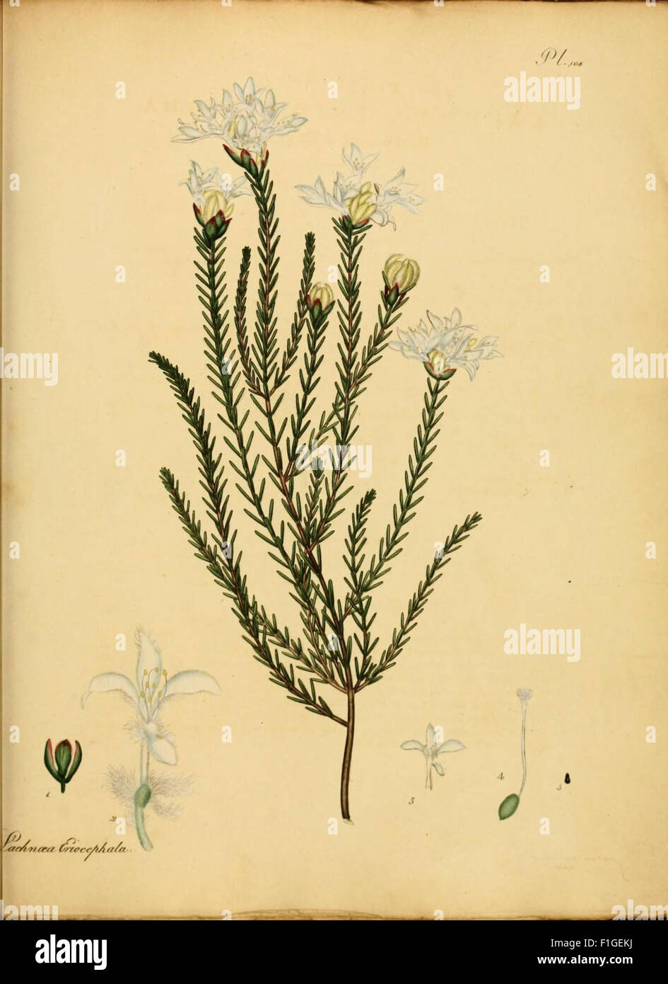 'The Botanist's Repository for New and Rare Plants' features detailed ...