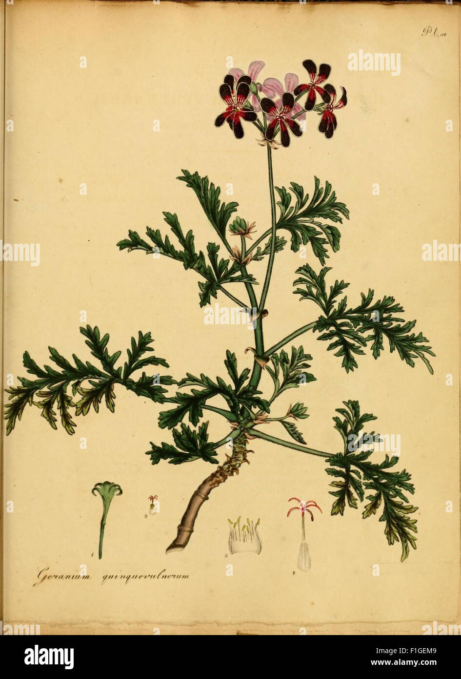 'The Botanist's Repository for New and Rare Plants' features rare and ...