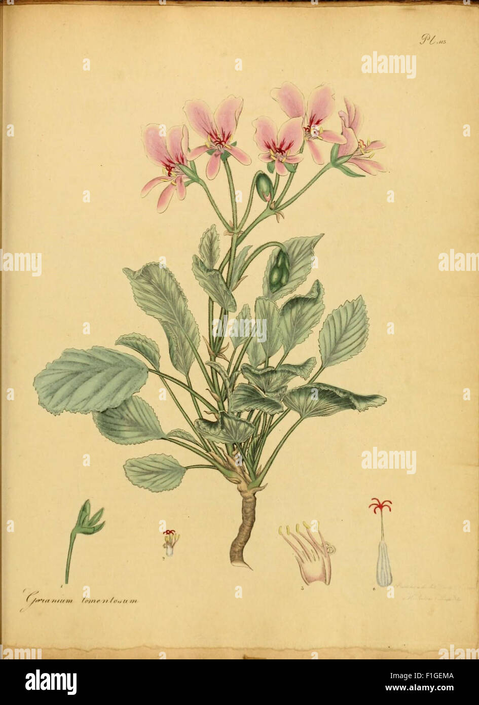 An illustration from 'The Botanist's Repository,' featuring new and ...