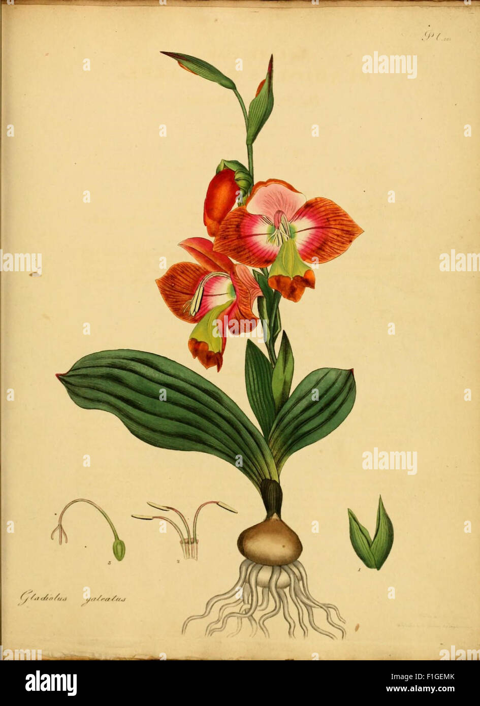 The Botanist's Repository for New and Rare Plants showcases detailed ...