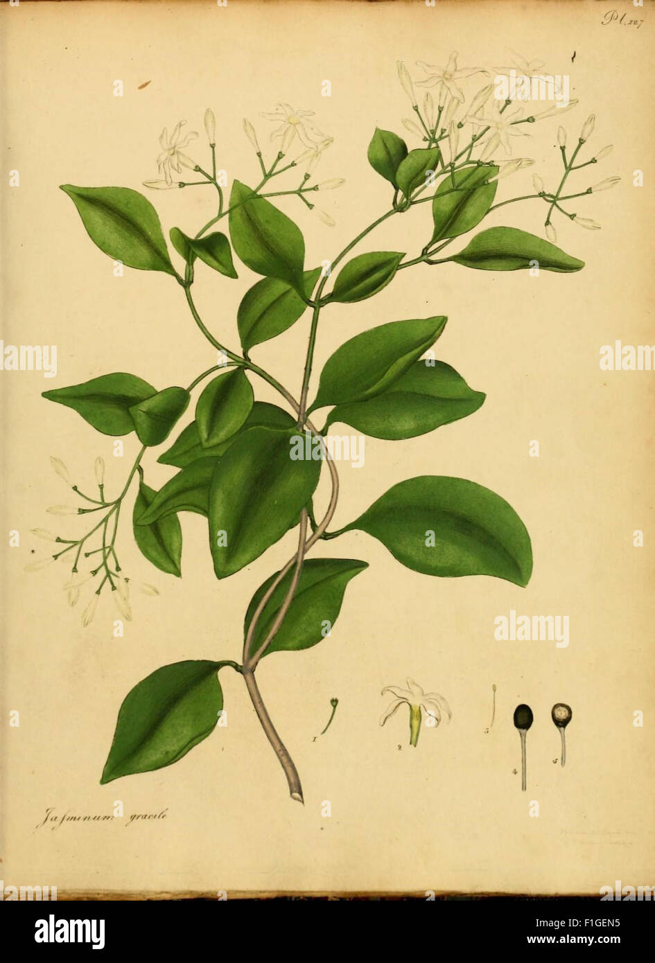 The Botanist's Repository for New and Rare Plants is a botanical work ...