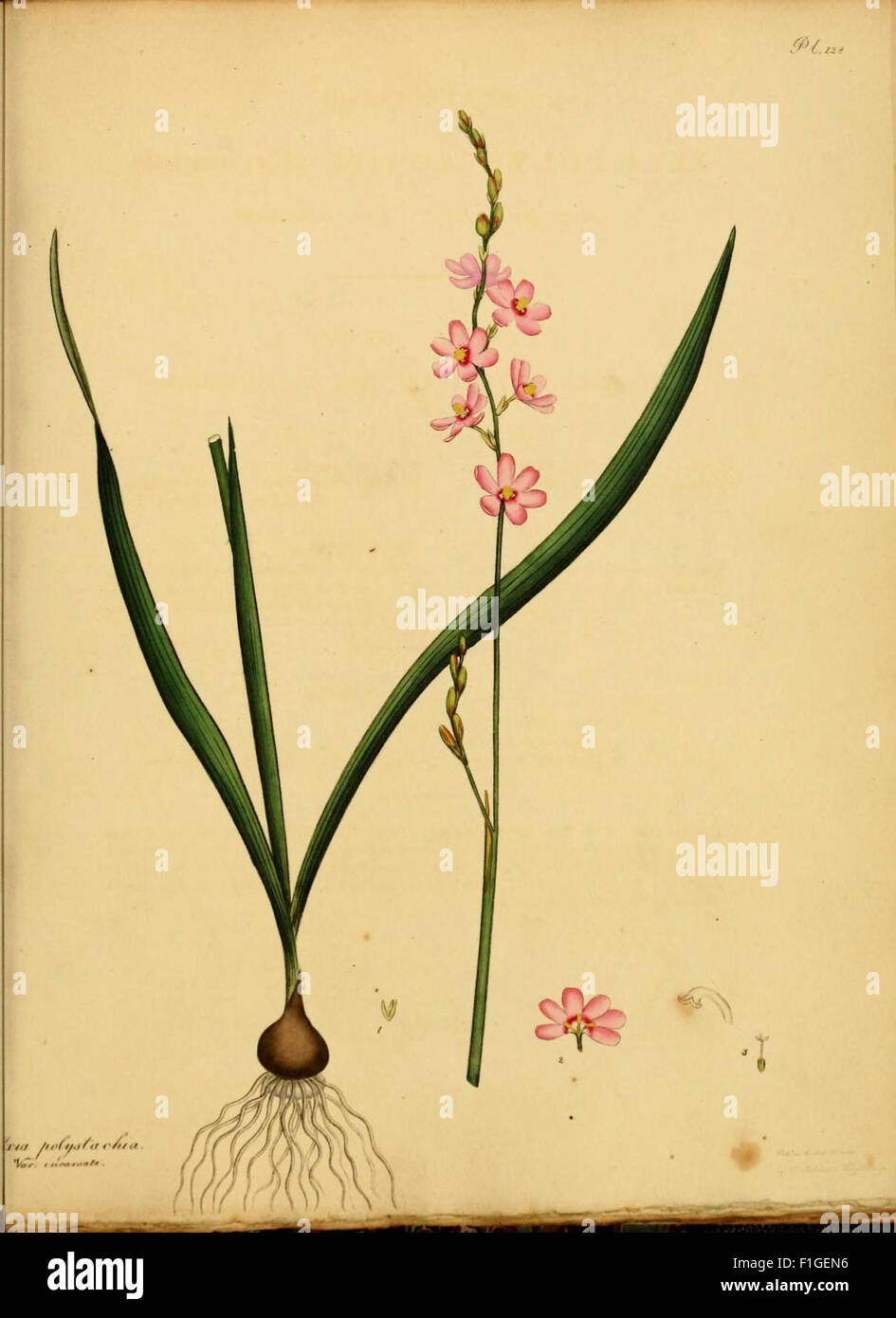 This work features illustrations of new and rare plants, focusing on ...