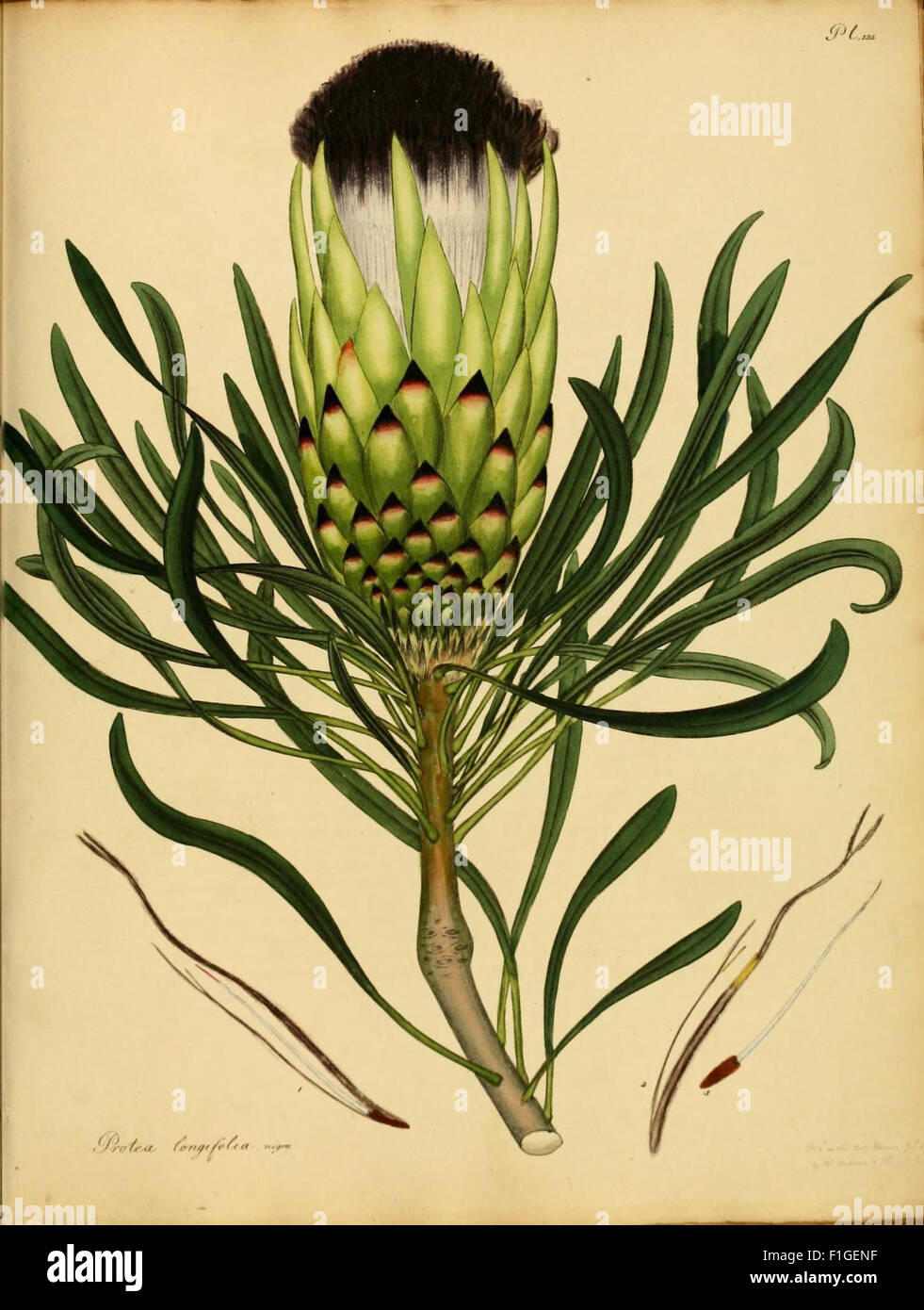 *The Botanist's Repository* is a botanical work featuring rare and ...
