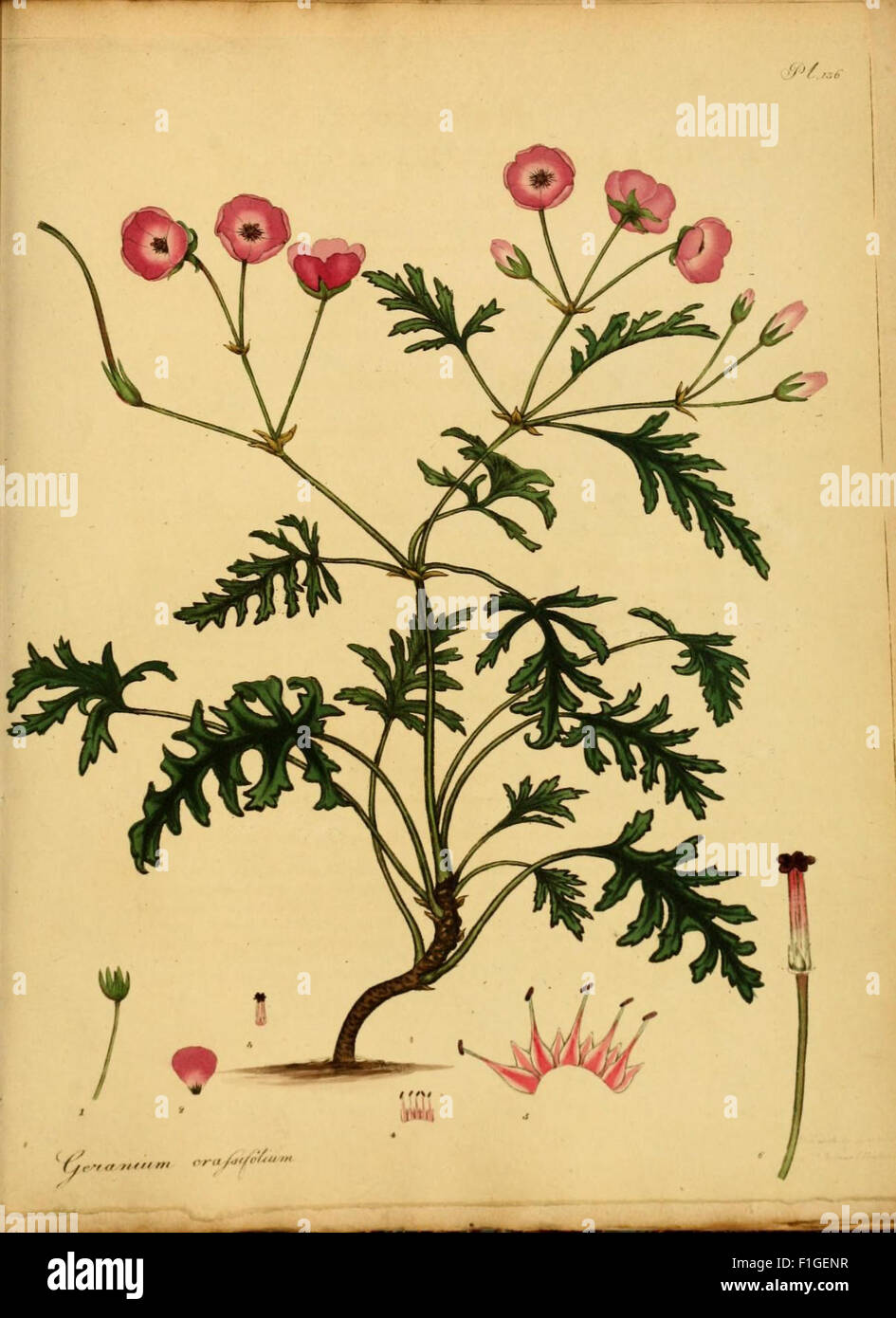 An illustration from 'The Botanist's Repository,' Plate 136, showcasing ...