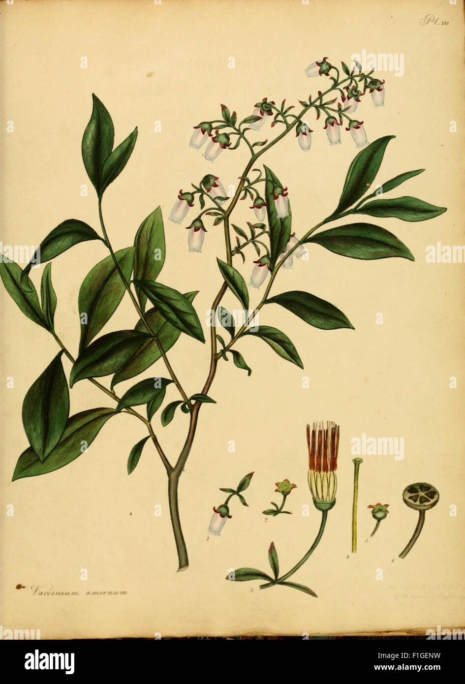 An illustration from 'The Botanist's Repository,' showcasing new and ...