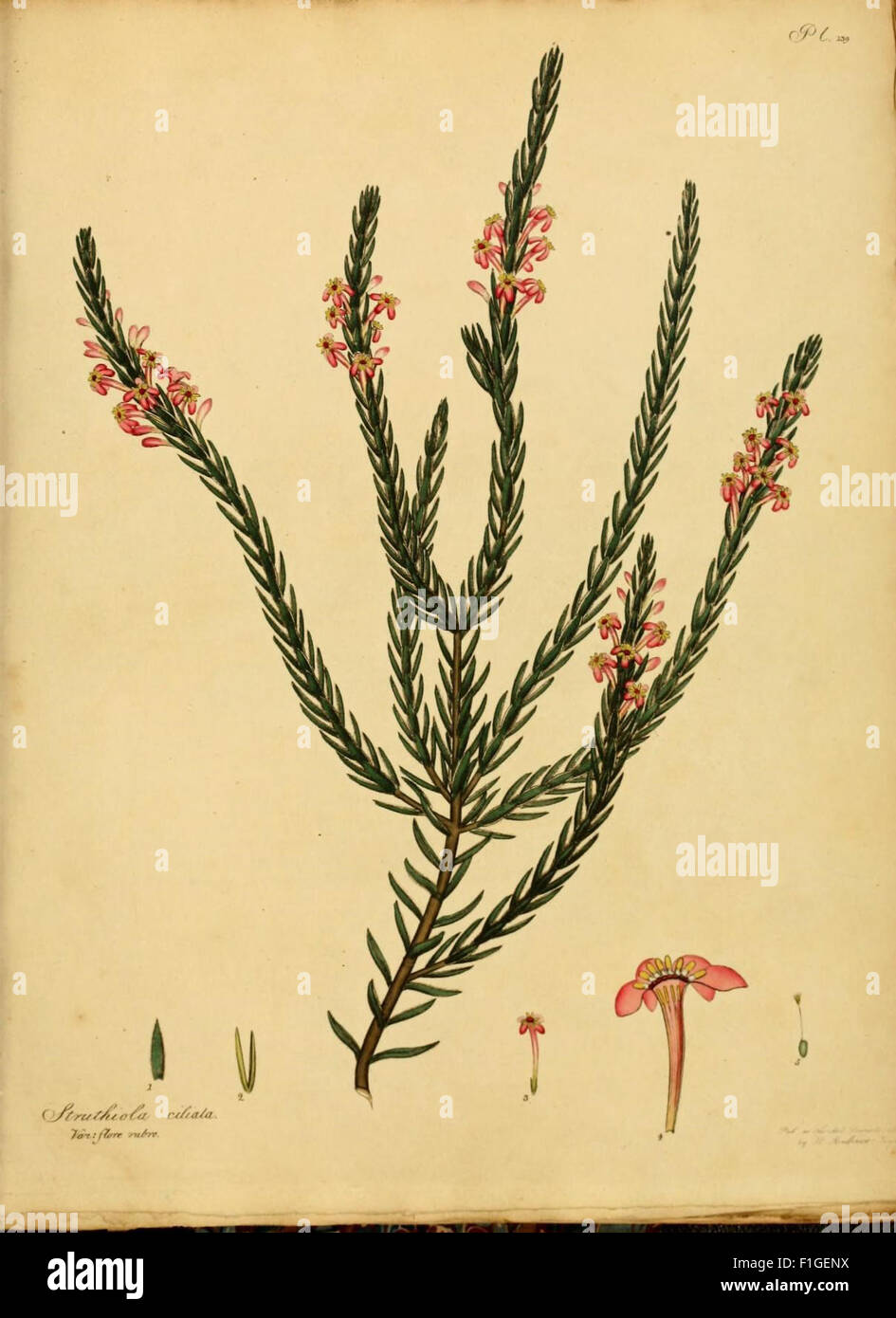This work features new and rare plant species, providing detailed ...