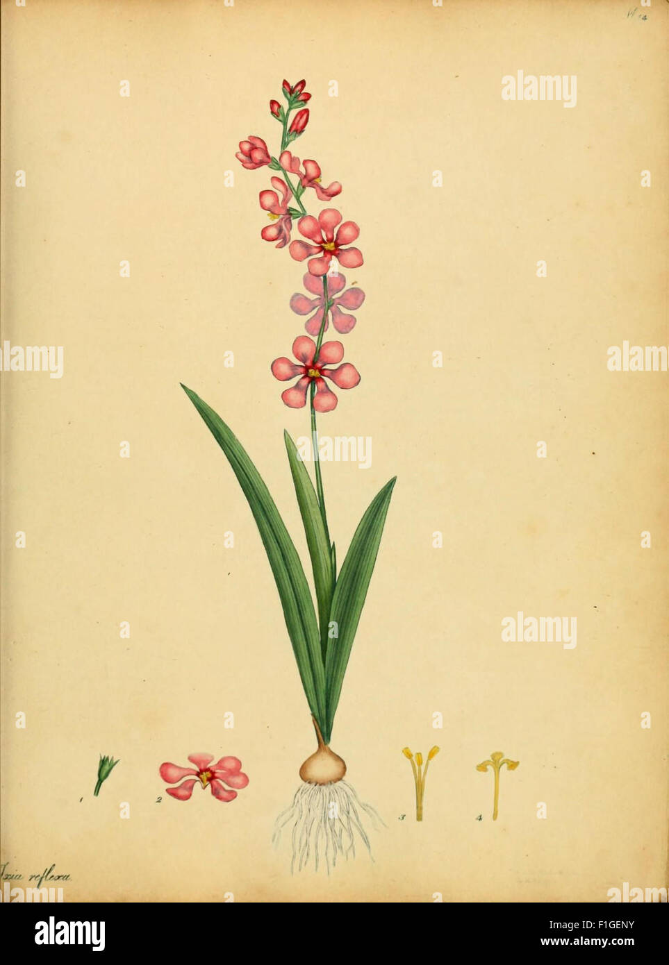*The Botanist's Repository for New and Rare Plants* (Pl. 14) showcases ...