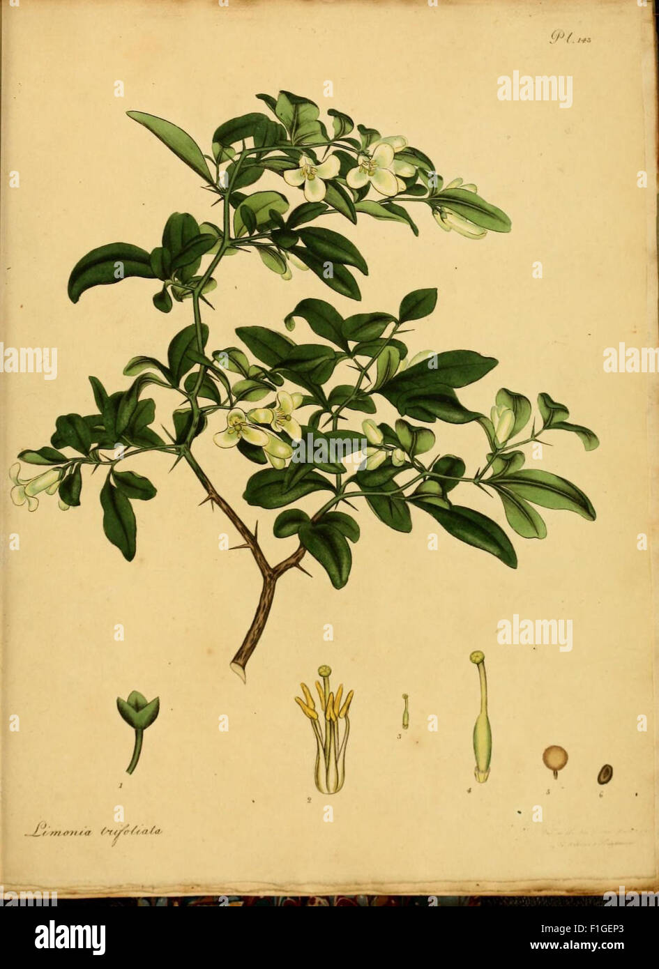 This illustration from *The Botanist's Repository* showcases a rare and ...