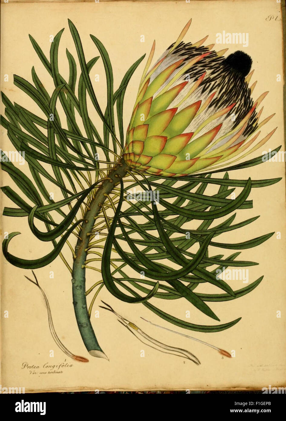 'The Botanist's Repository' presents a detailed illustration of a rare ...