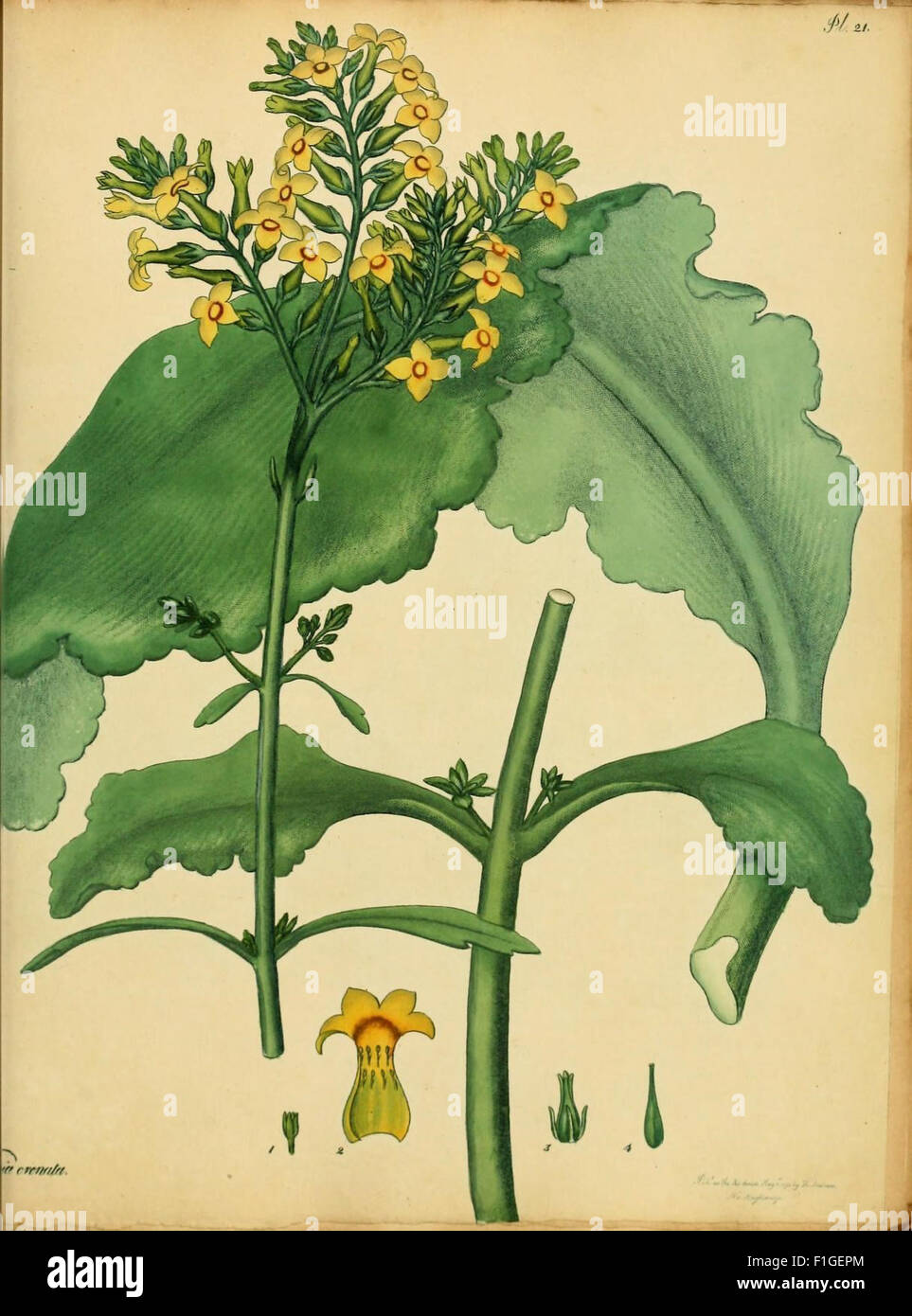 This 19th-century botanical publication presents newly discovered and ...