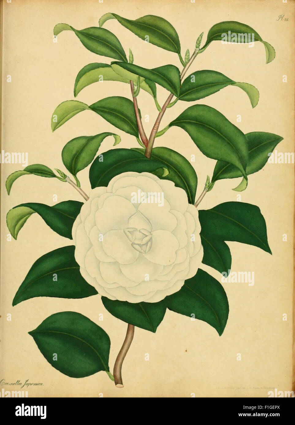 An illustration from 'The Botanist's Repository' showing rare and new ...
