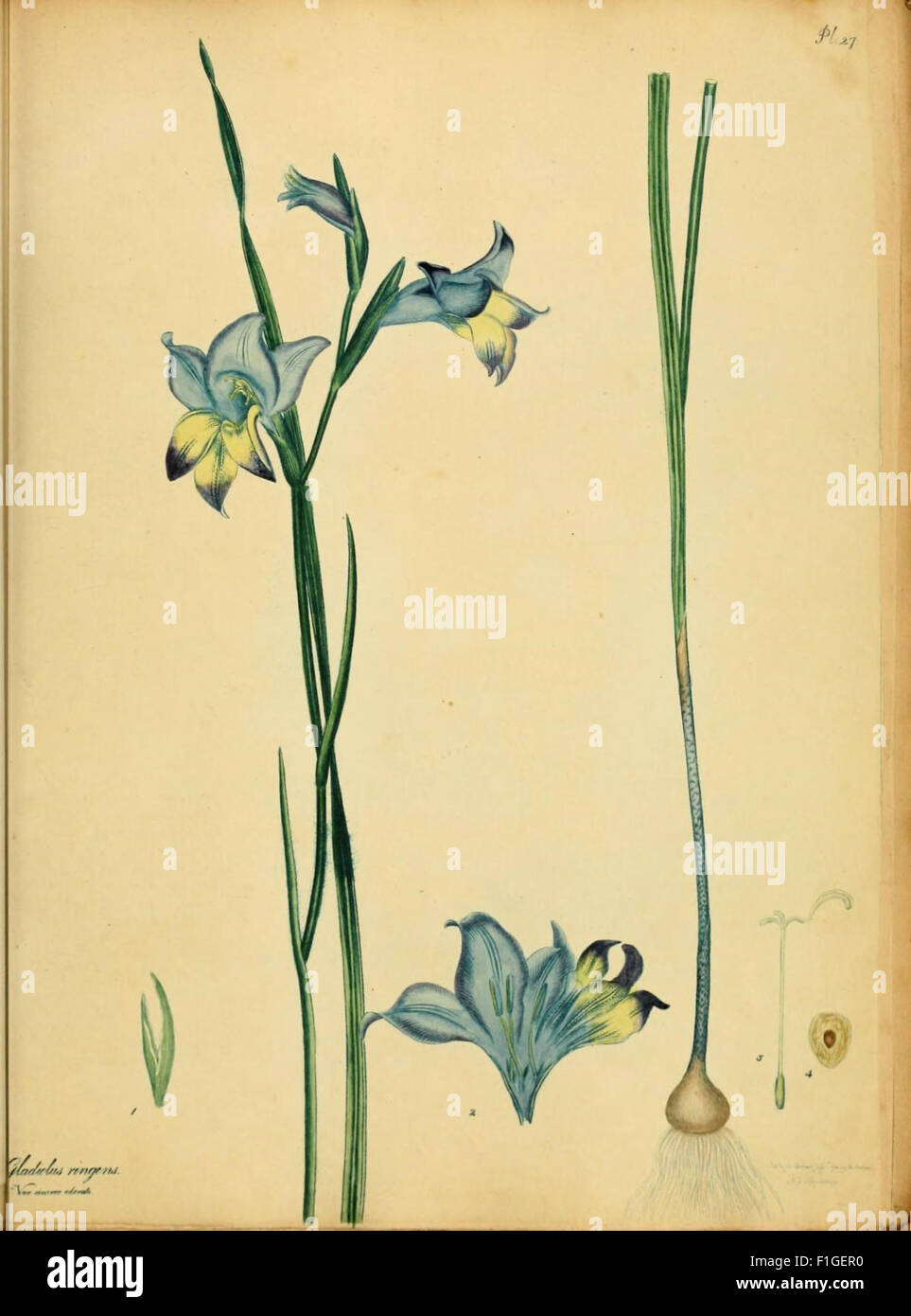 This work features detailed illustrations of new and rare plant species ...