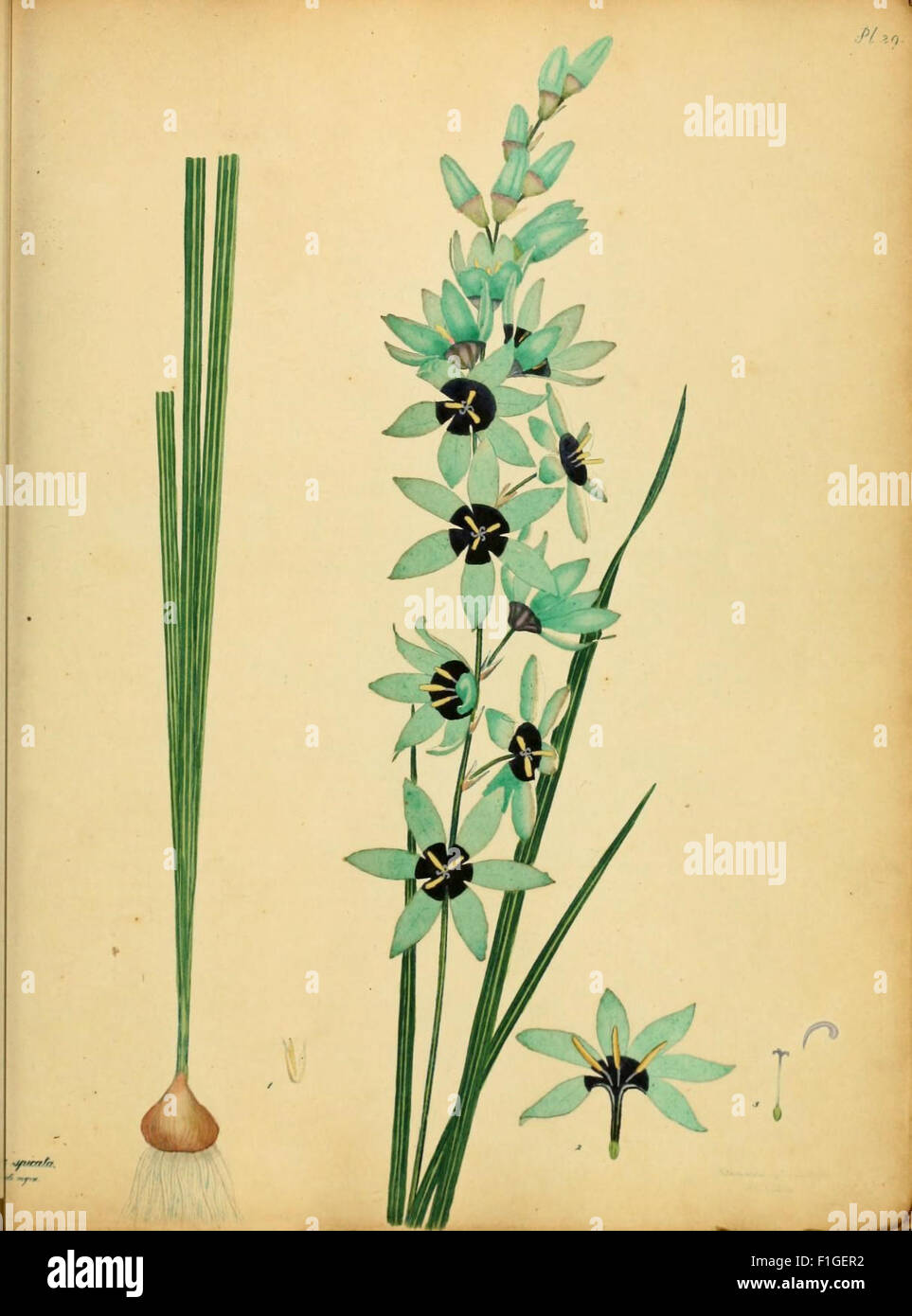 The Botanist's Repository for New and Rare Plants showcases rare plant ...
