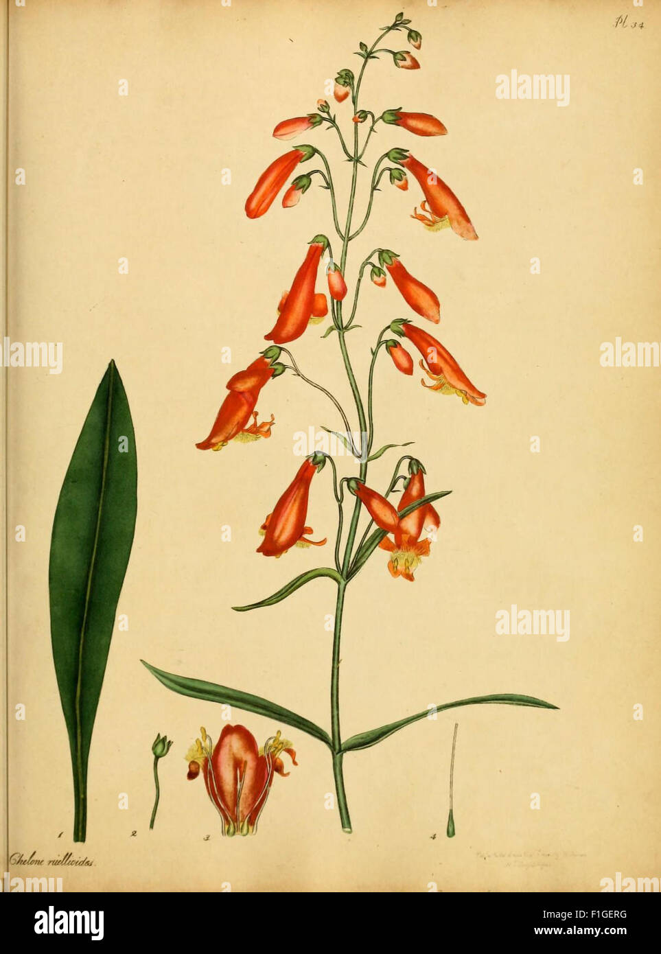 A vintage botanical illustration from a historical book, featuring new ...