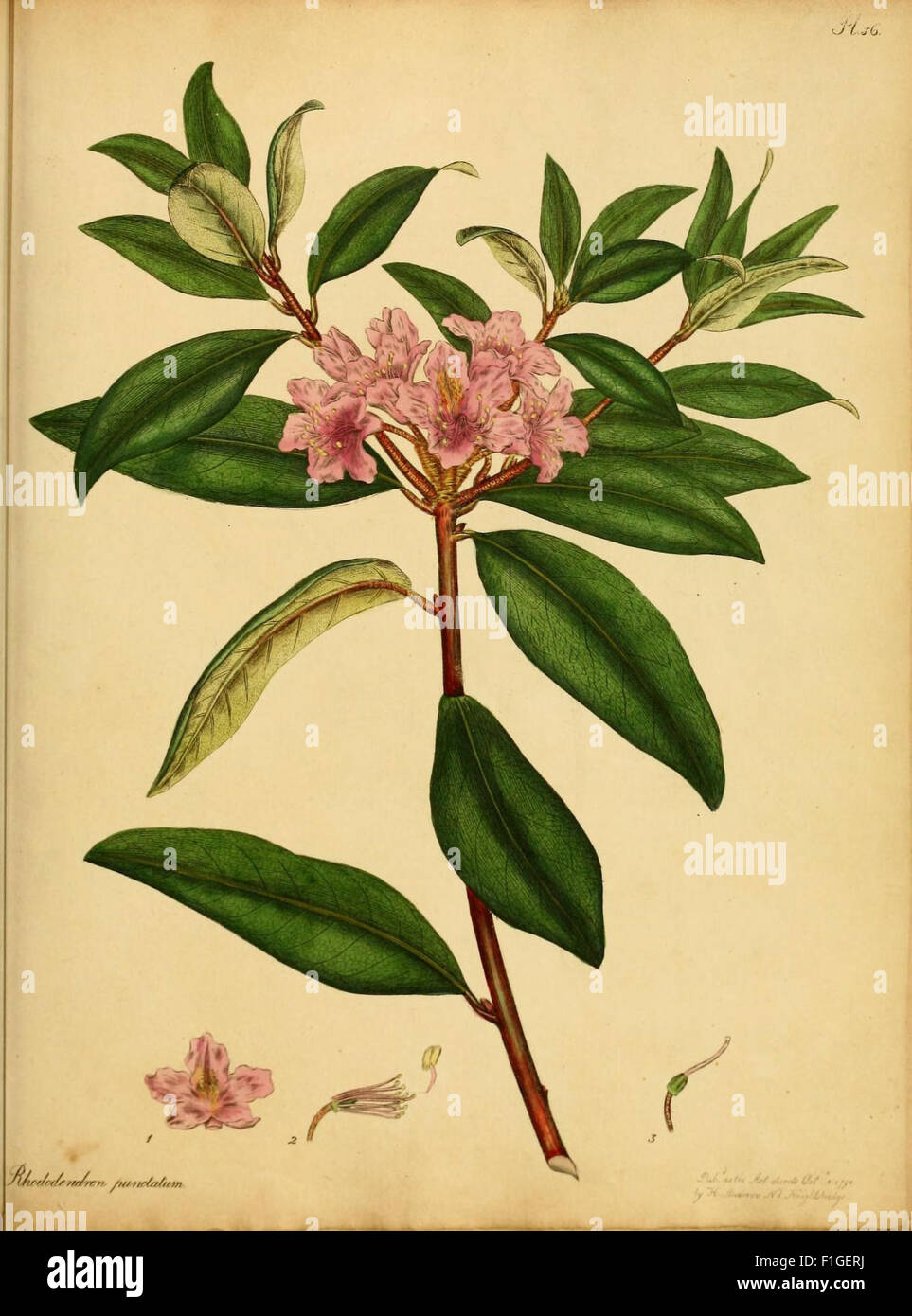 'The Botanist's Repository for New and Rare Plants' features detailed ...