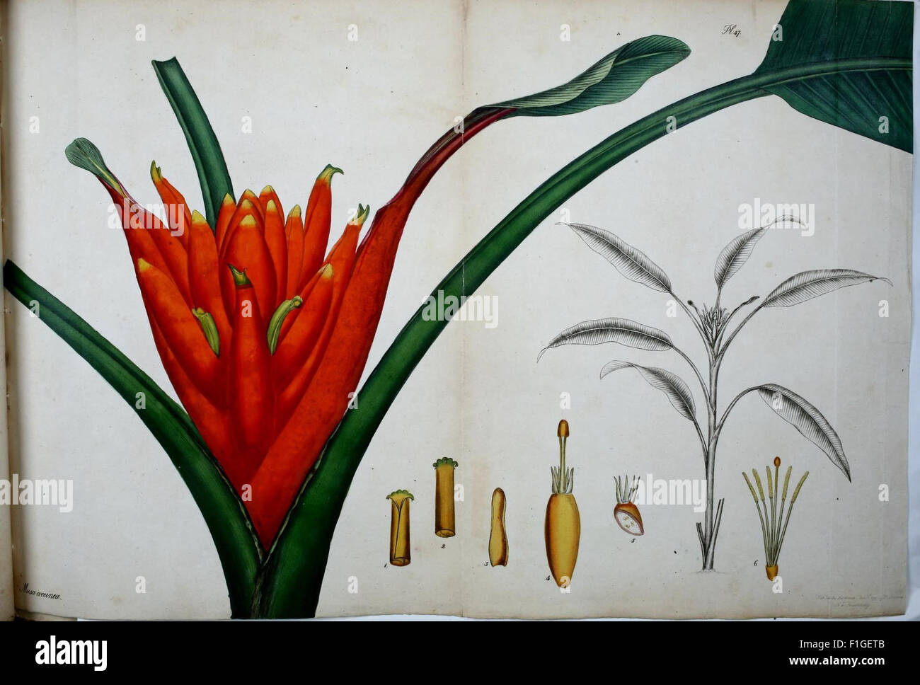 This plate from 'The Botanist's Repository' features new and rare plant ...