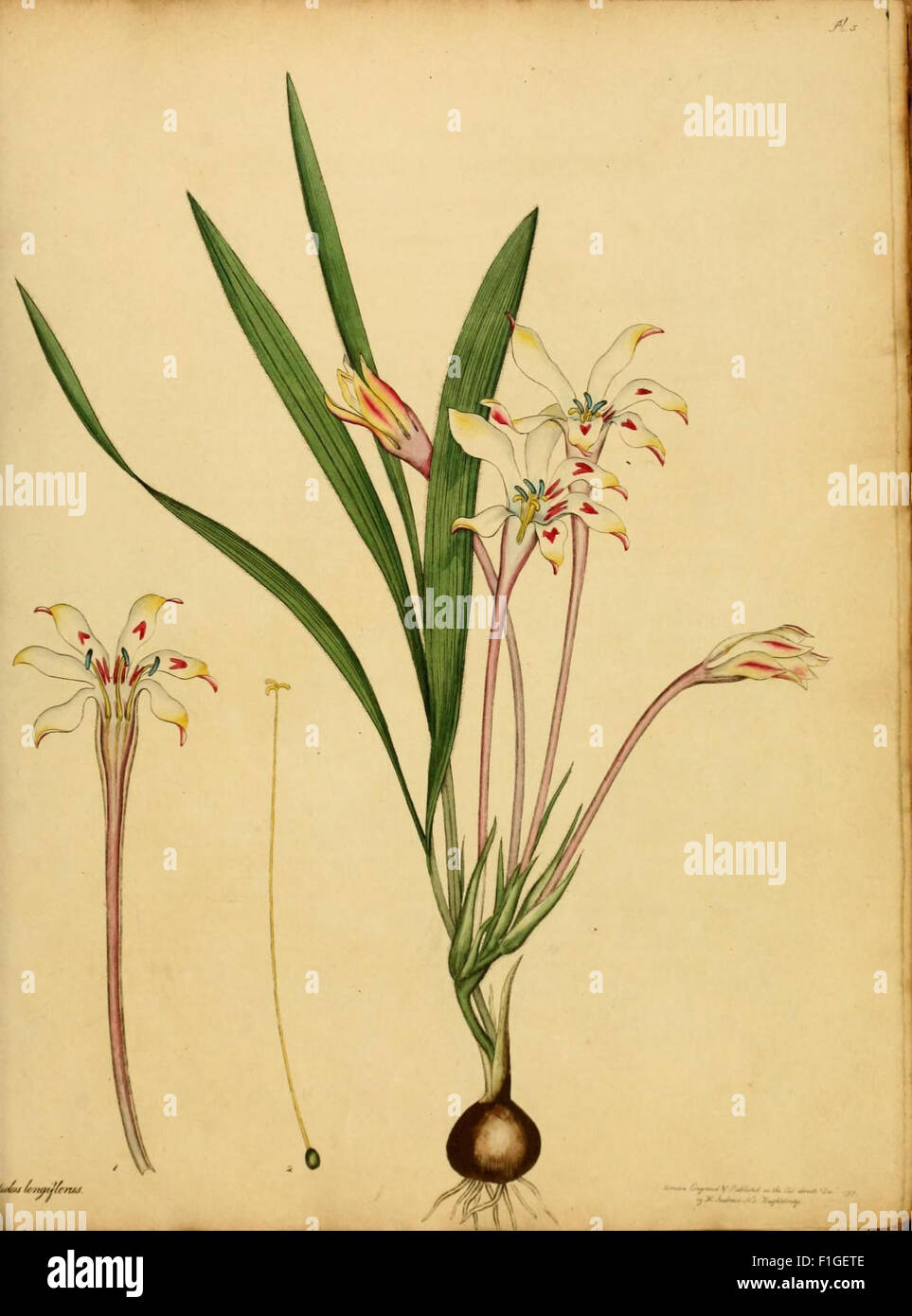 'The Botanist's Repository for New and Rare Plants' presents detailed ...