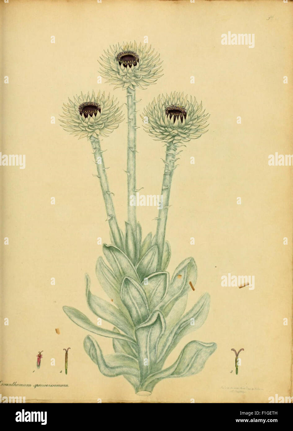 This work, *The Botanist's Repository*, presents illustrations of rare ...