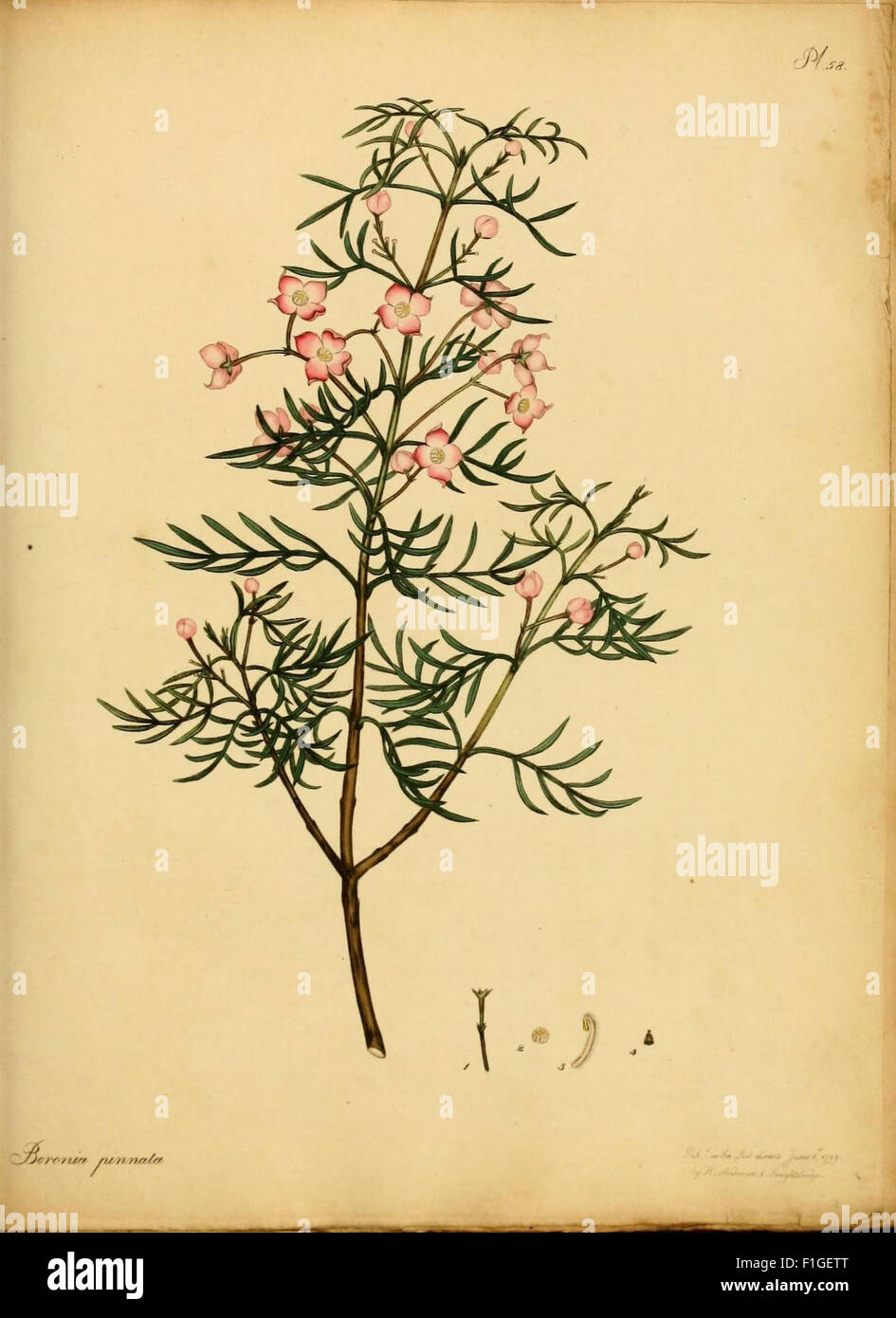 *The Botanist's Repository* includes detailed illustrations of rare and ...